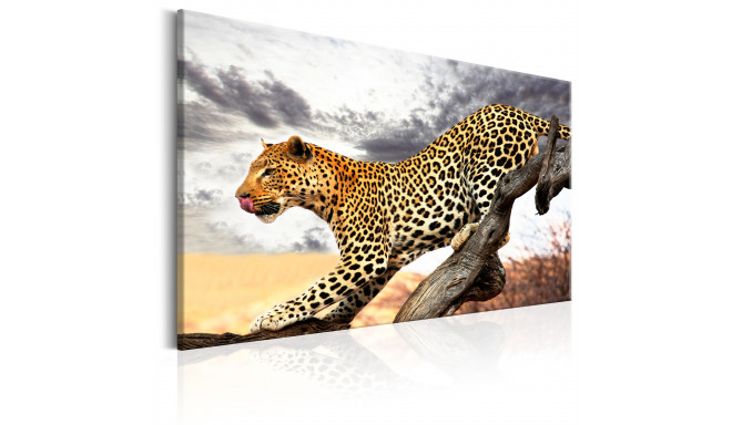 Seinapilt - Predatory Stare - 60x40 - Pildid ja seinakaunistused ...